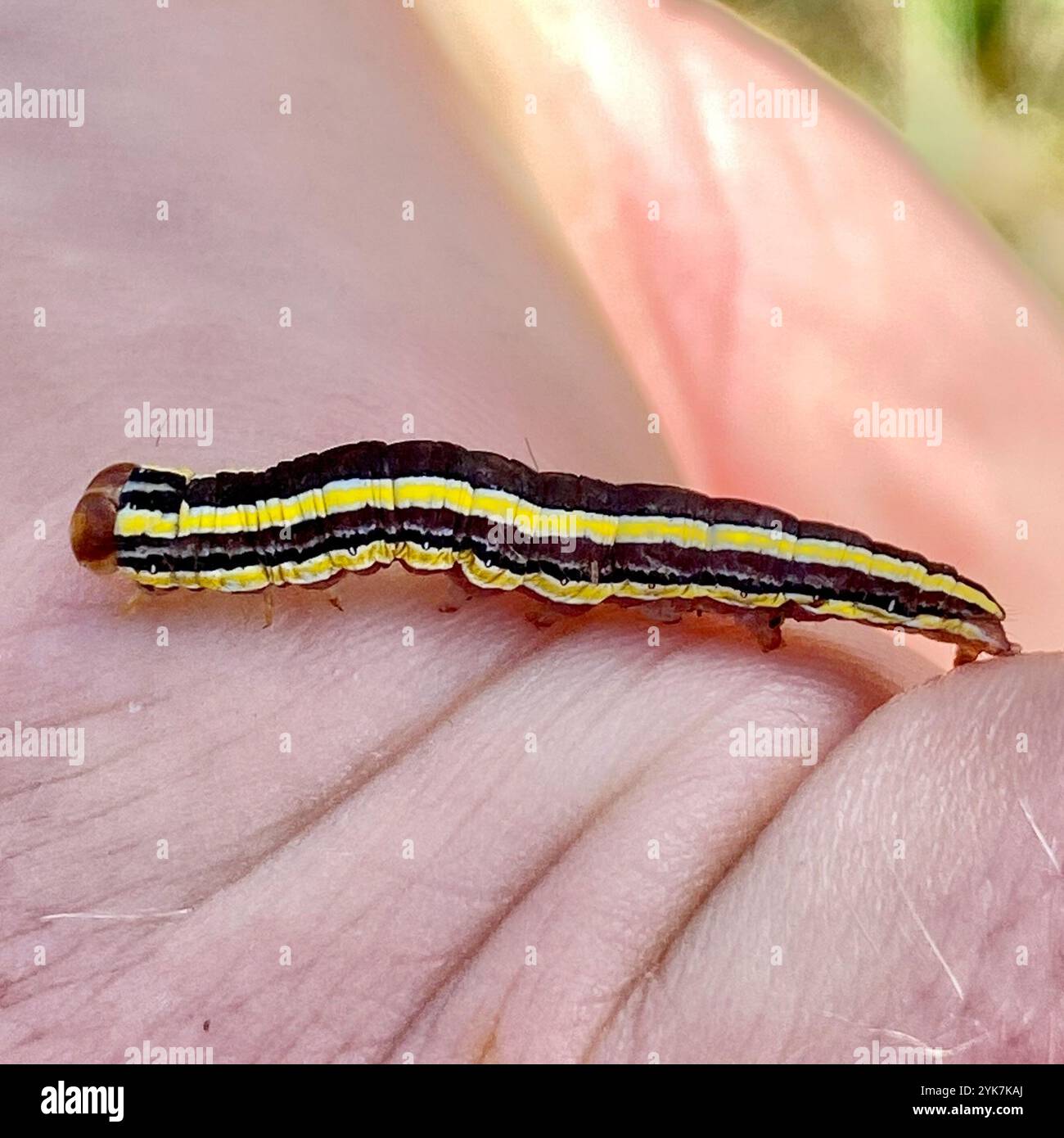 Striped Garden Caterpillar Moth (Trichordestra legitima Stock Photo - Alamy