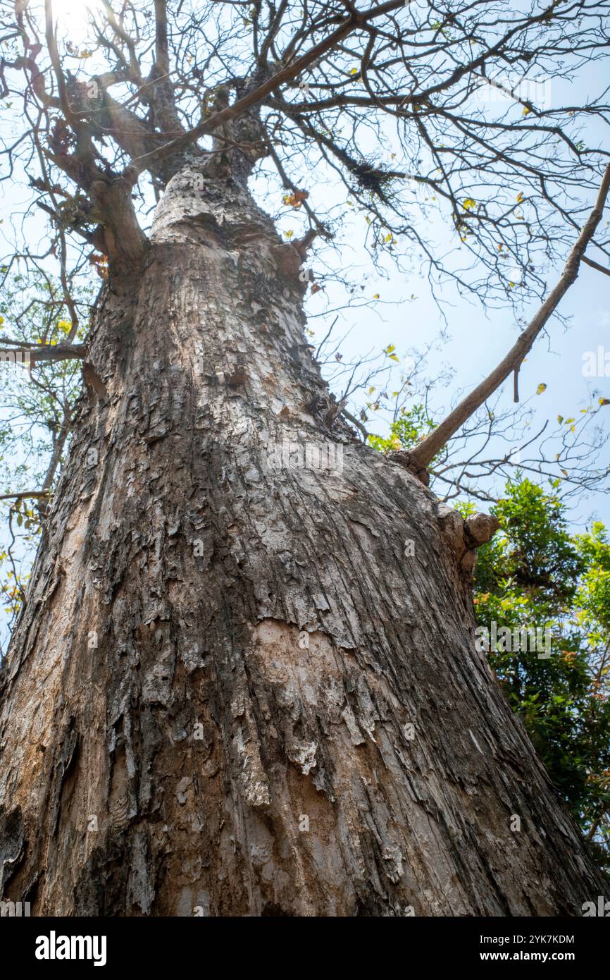Dry teak trees canopy in the forest with blue sky background. Natural ...
