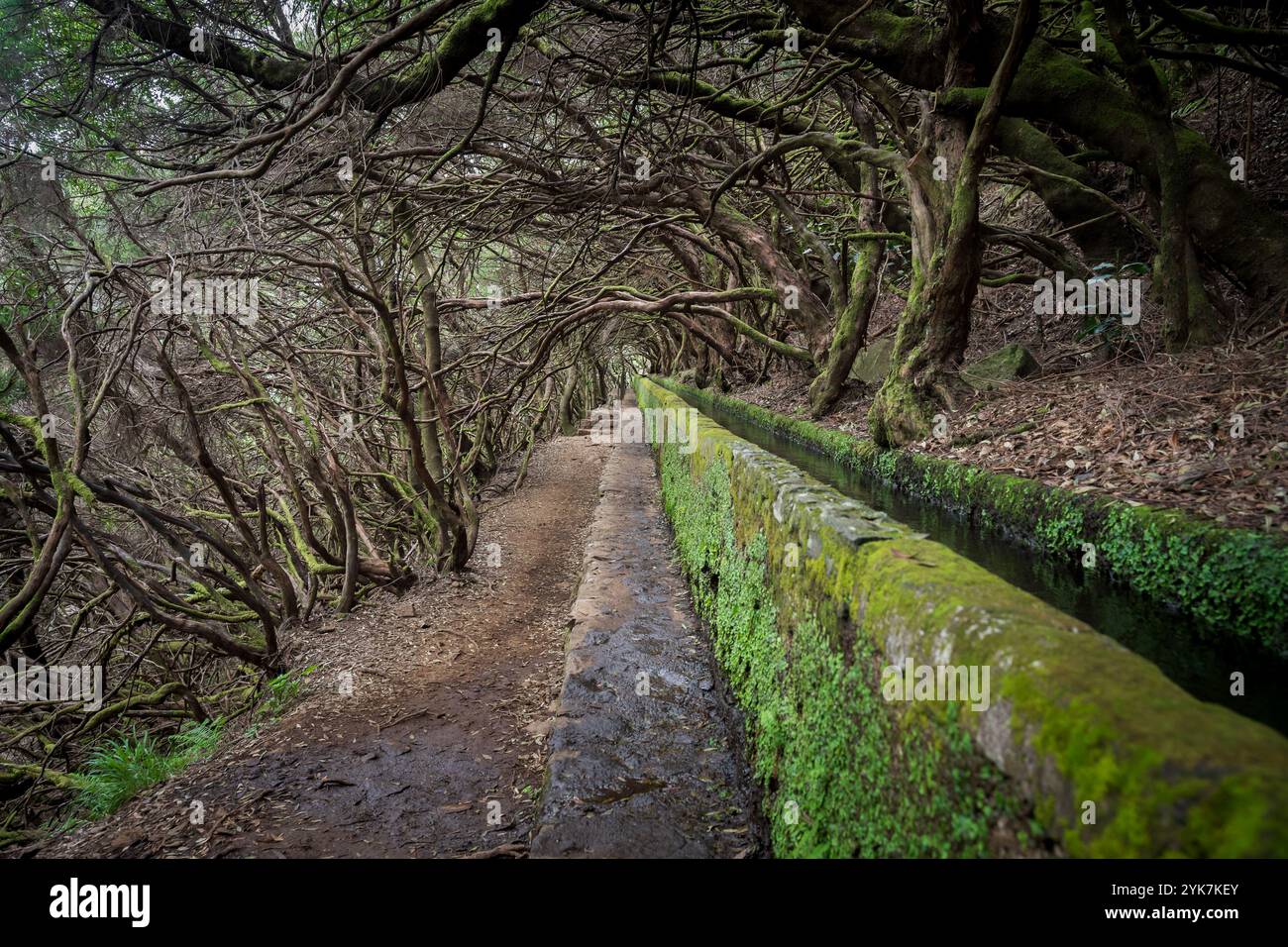 Hiking trail with Levada leading through spooky forest with crooked ...