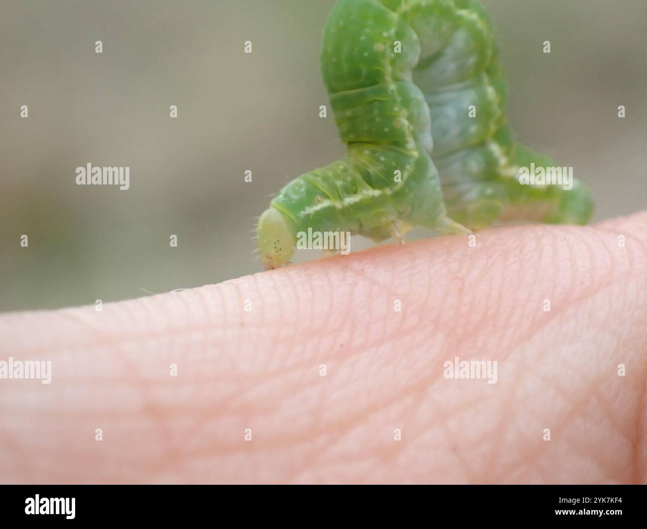 Geometer Moths (Geometridae Stock Photo - Alamy