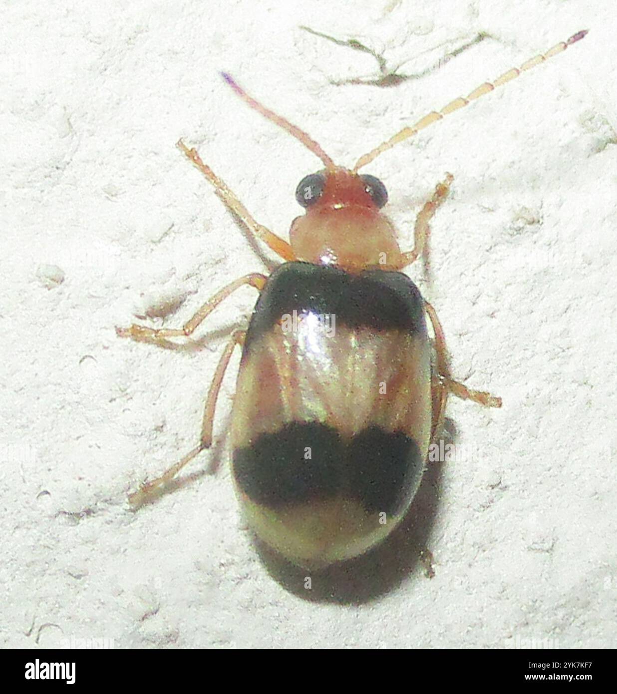 Blackbelly Leafbeetle (Monolepta melanogaster Stock Photo - Alamy