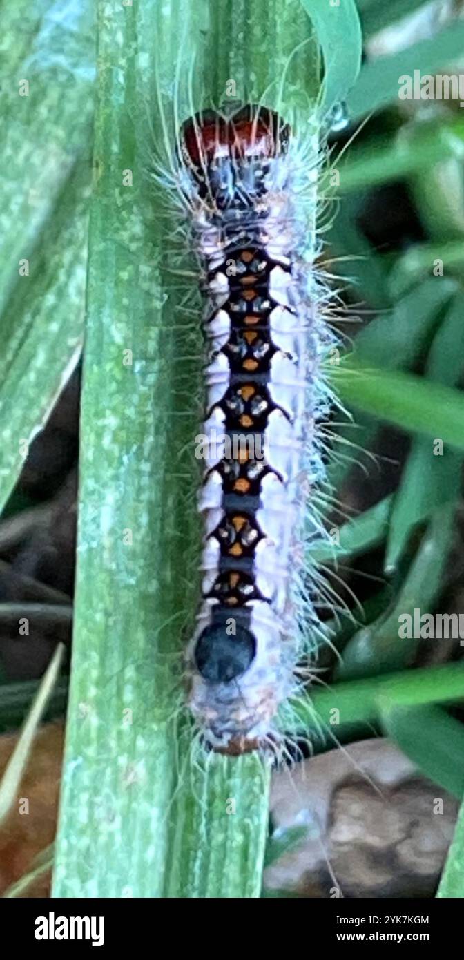 Interrupted Dagger (Acronicta interrupta Stock Photo - Alamy