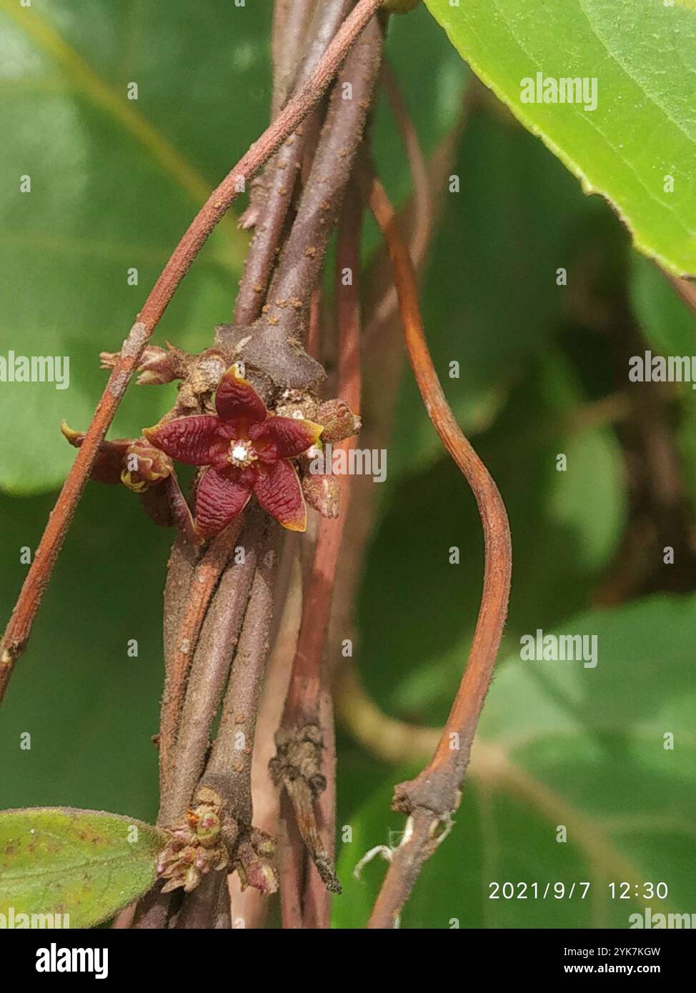 Indian Sarsaparilla (Hemidesmus indicus Stock Photo - Alamy