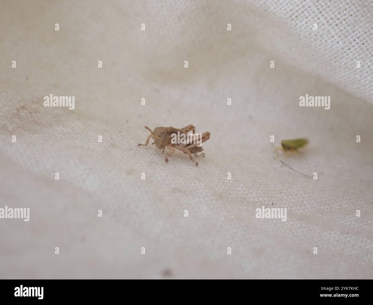 Spur-throated Grasshoppers (Melanoplinae Stock Photo - Alamy