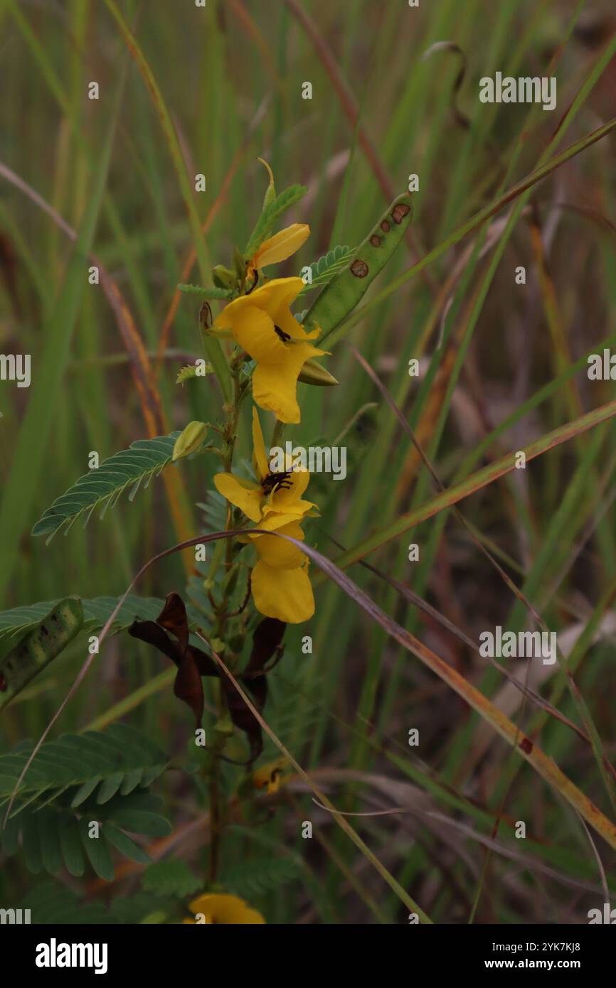 partridge pea (Chamaecrista fasciculata Stock Photo - Alamy