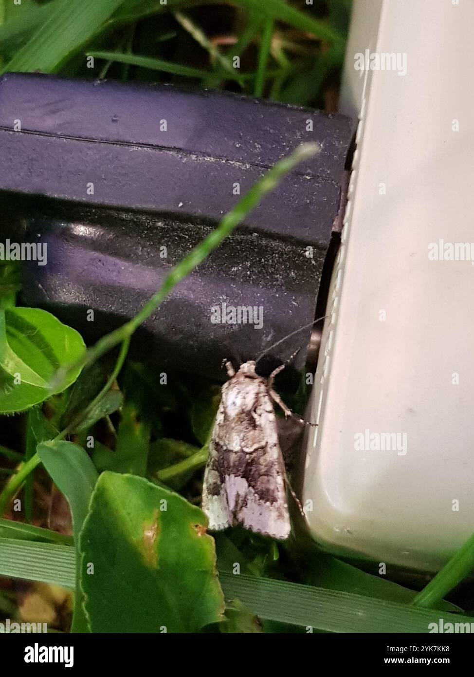 Explicit Arches (Lacinipolia explicata Stock Photo - Alamy