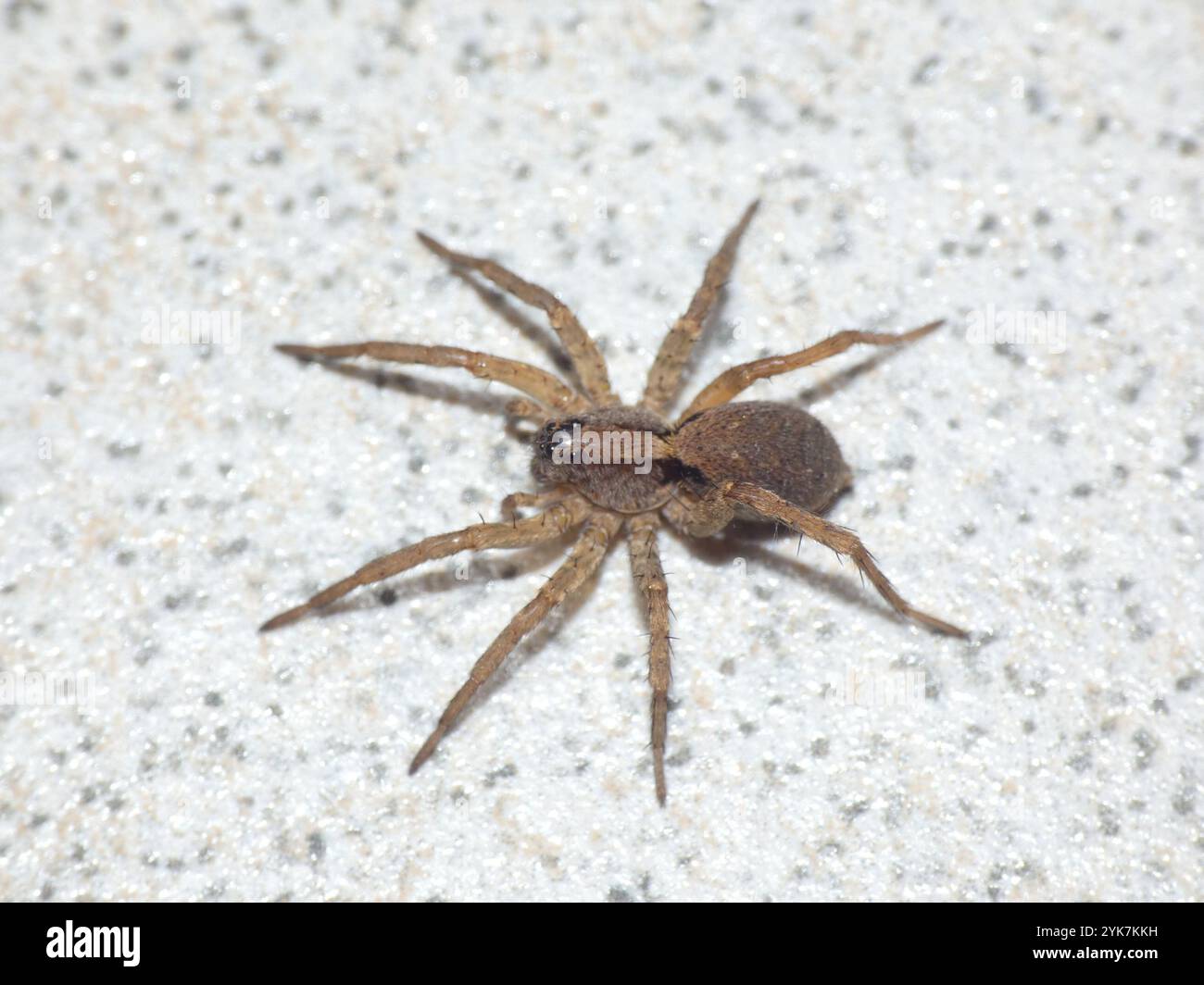 Wolf Spiders (Lycosidae Stock Photo - Alamy