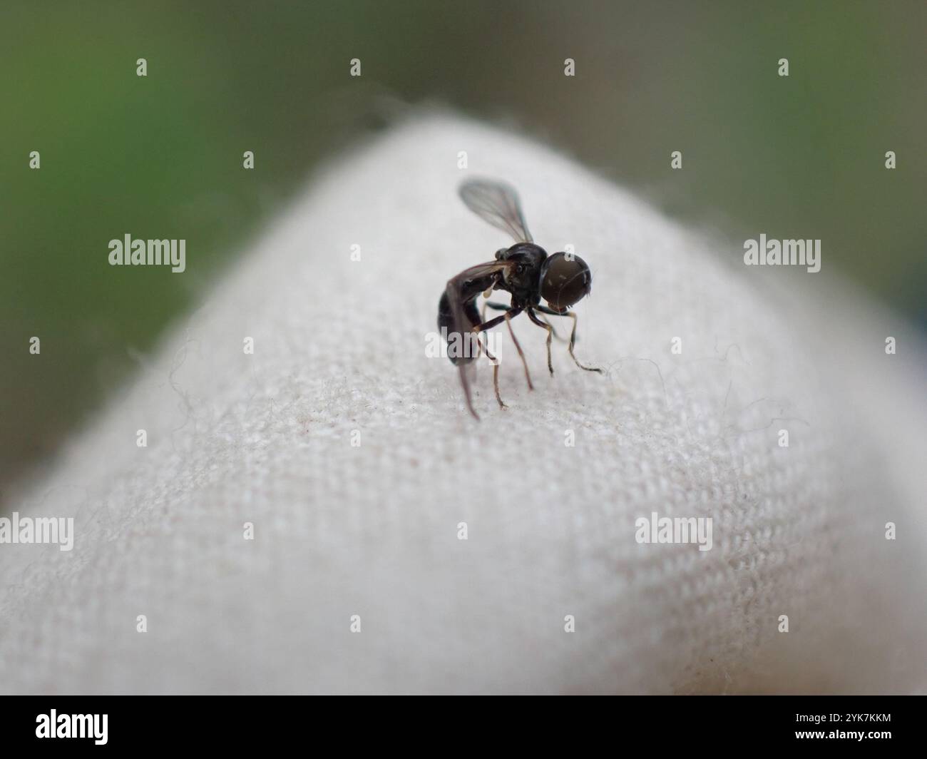 Pipunculidae hi-res stock photography and images - Alamy
