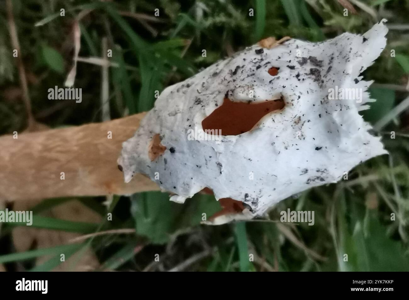 Orange Grisette (Amanita crocea Stock Photo - Alamy