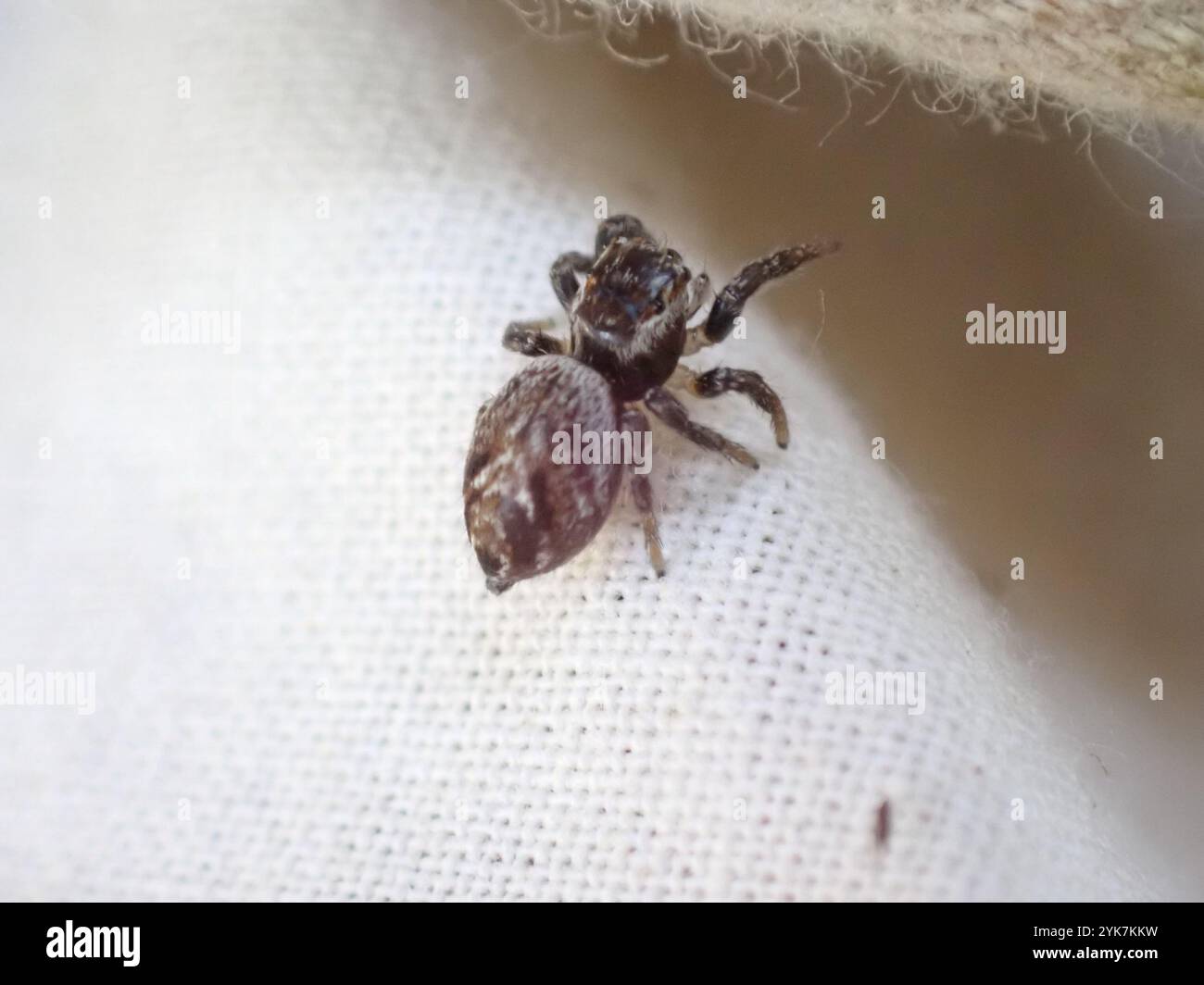 Proszynski's Jumping Spider (Evarcha proszynskii Stock Photo - Alamy