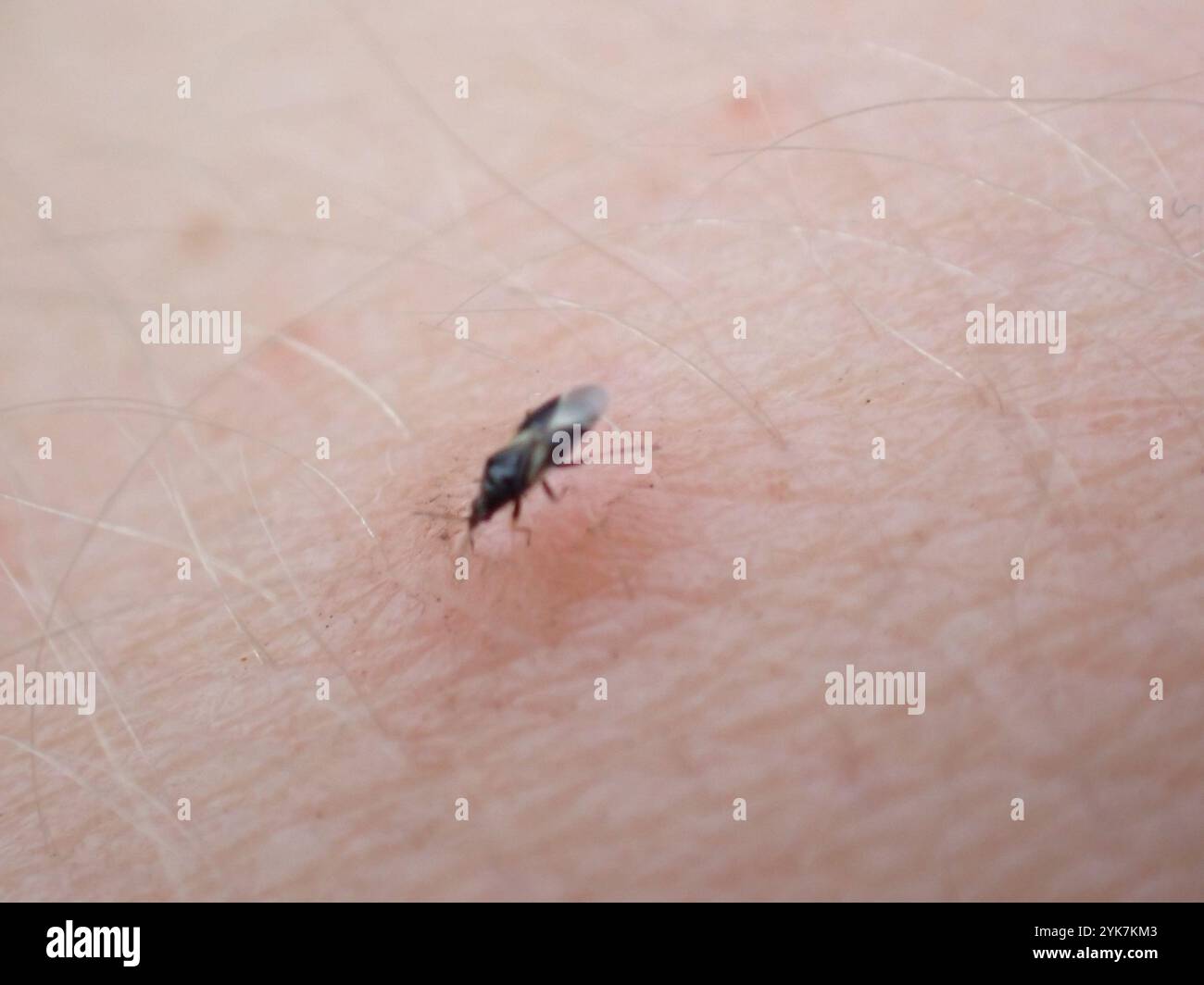 Minute pirate bugs (Anthocoridae Stock Photo - Alamy