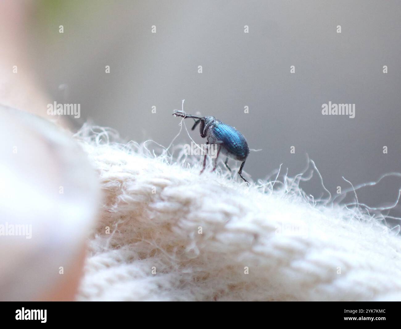 Ceutorhynchus erysimi hi-res stock photography and images - Alamy