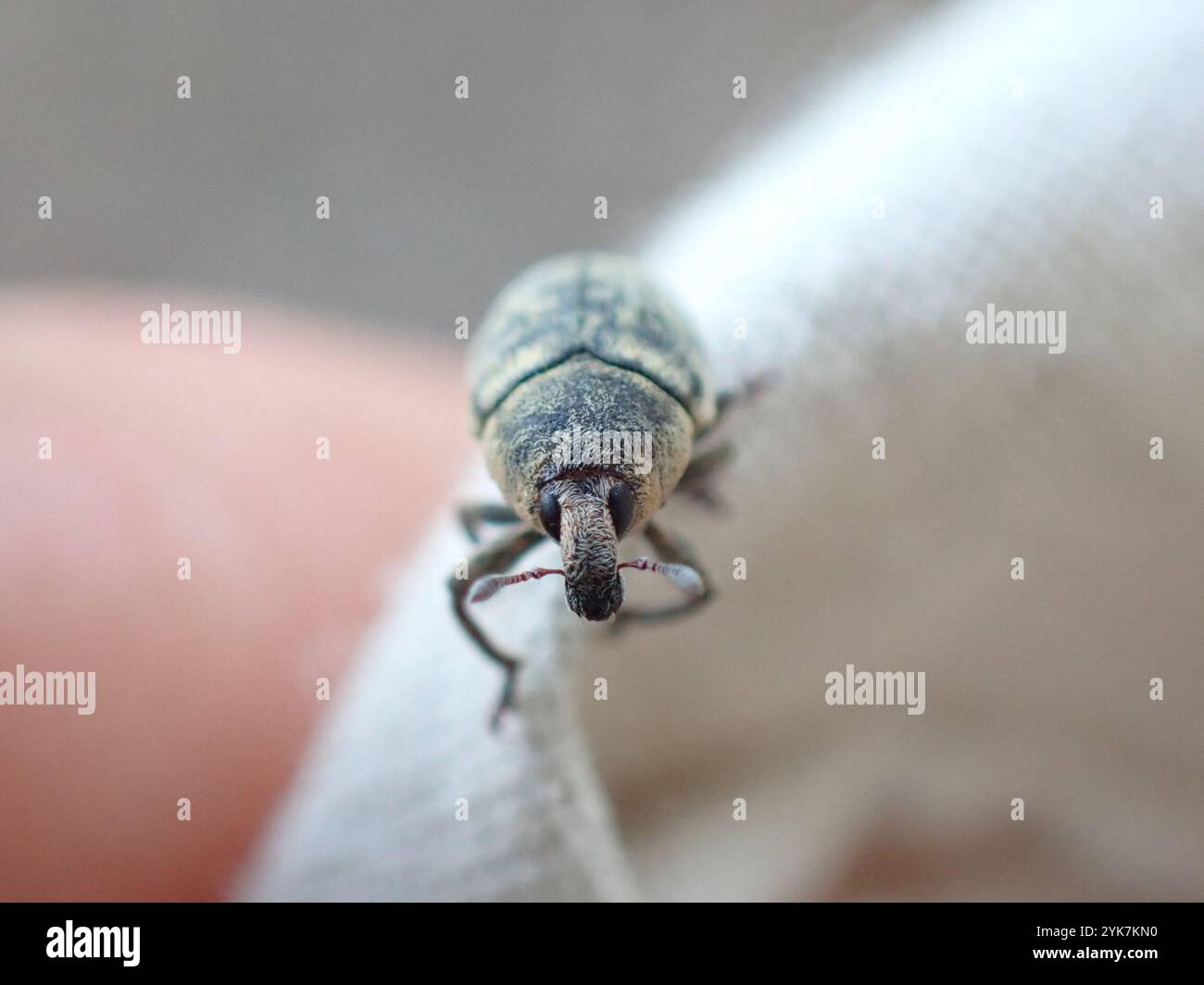 Lesser Knapweed Flower Weevil (Larinus minutus Stock Photo - Alamy