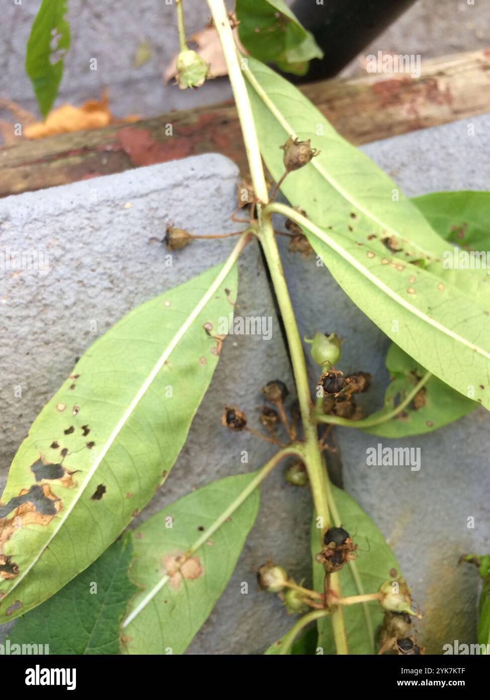 Swamp loosestrife decodon verticillatus hi-res stock photography and ...