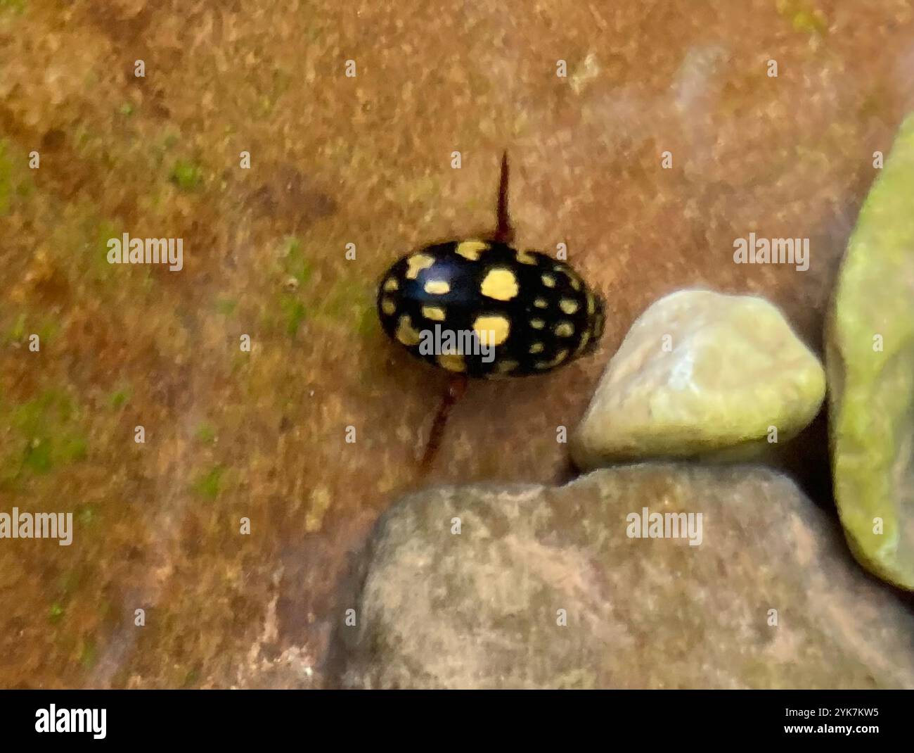 Sunburst Diving Beetle (Thermonectus marmoratus Stock Photo - Alamy