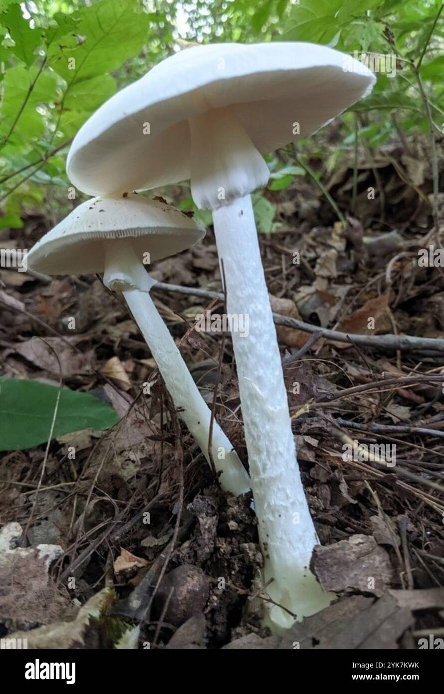 Eastern destroying angel amanita hi-res stock photography and images ...