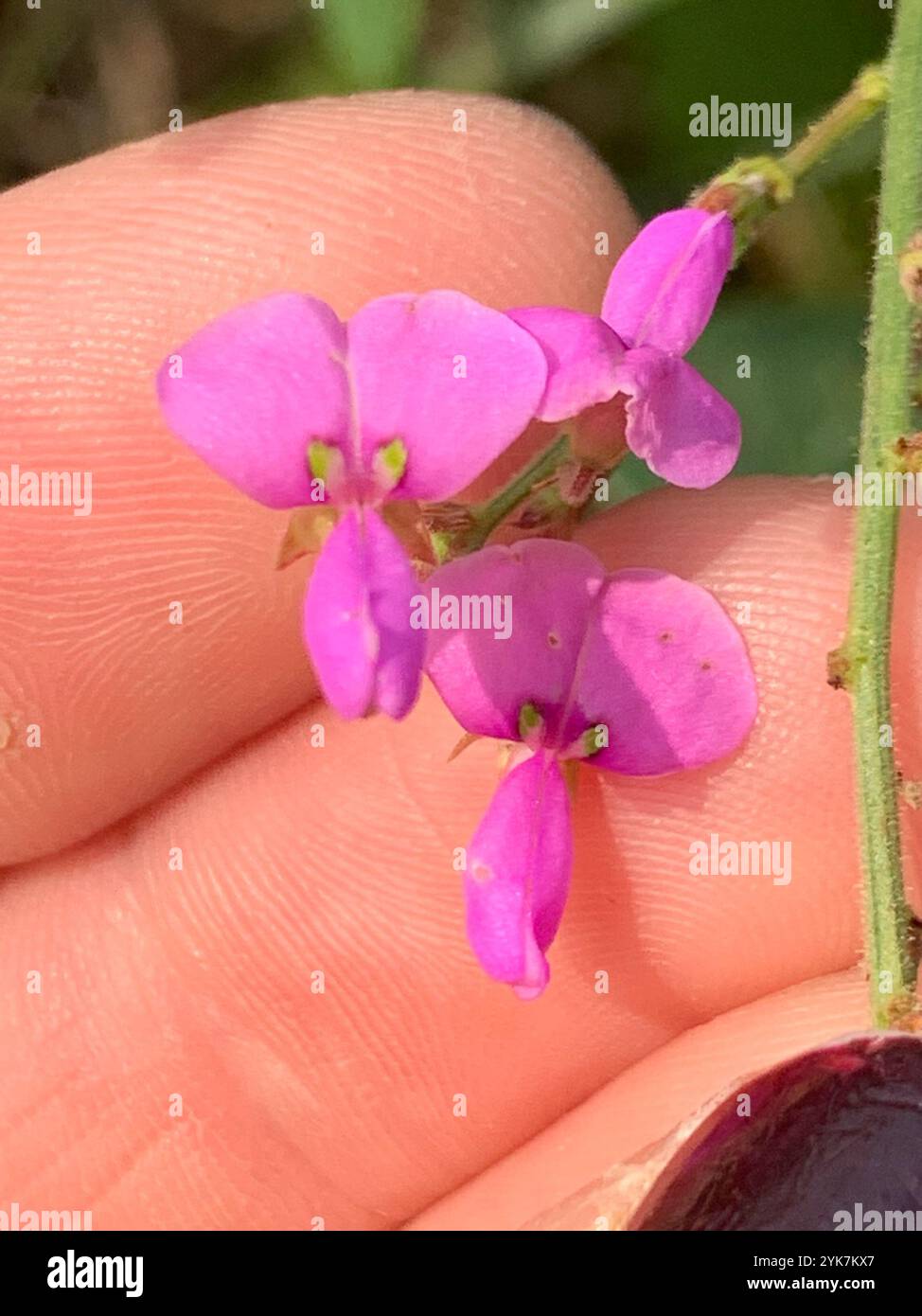 perplexed tick-trefoil (Desmodium perplexum Stock Photo - Alamy