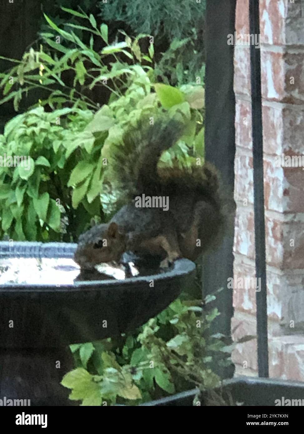 Eastern Fox Squirrel (Sciurus niger Stock Photo - Alamy