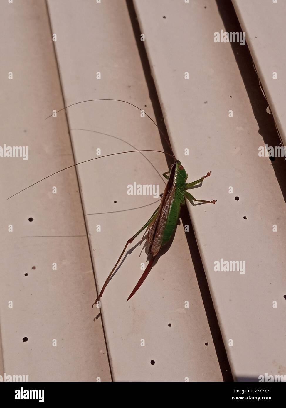 Long-winged Conehead (Conocephalus fuscus Stock Photo - Alamy