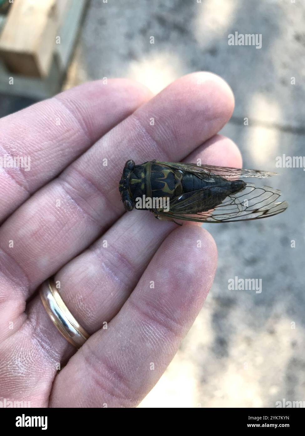 Northern Dog-day Cicada (Neotibicen canicularis Stock Photo - Alamy