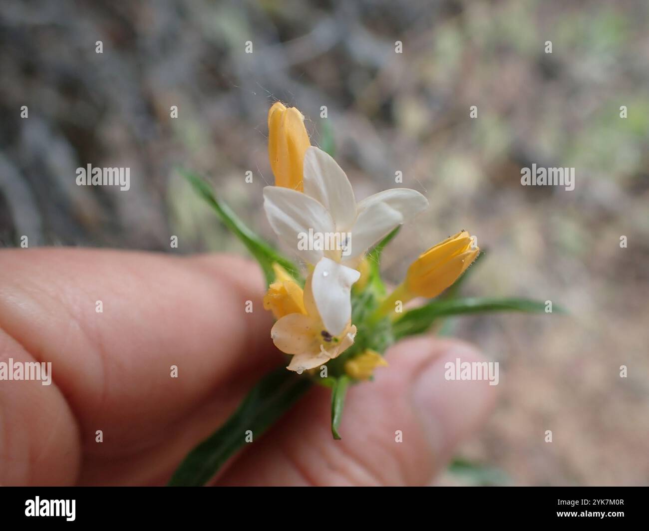 grand collomia (Collomia grandiflora Stock Photo - Alamy