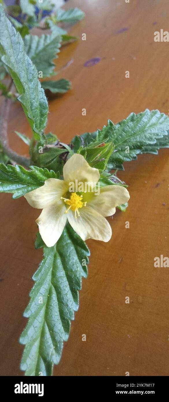 three-lobe false mallow (Malvastrum coromandelianum Stock Photo - Alamy