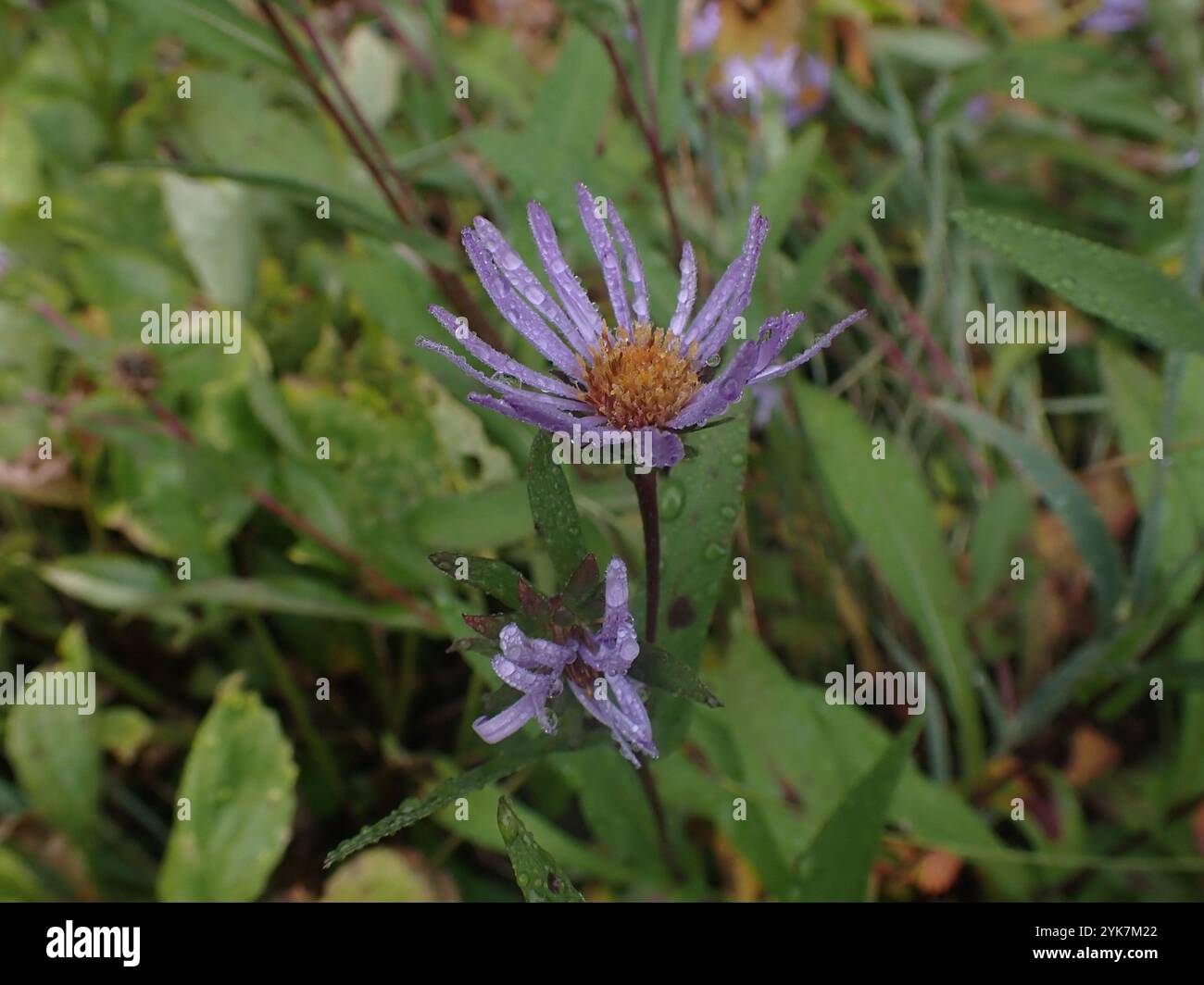 common leafy aster (Symphyotrichum foliaceum foliaceum Stock Photo - Alamy