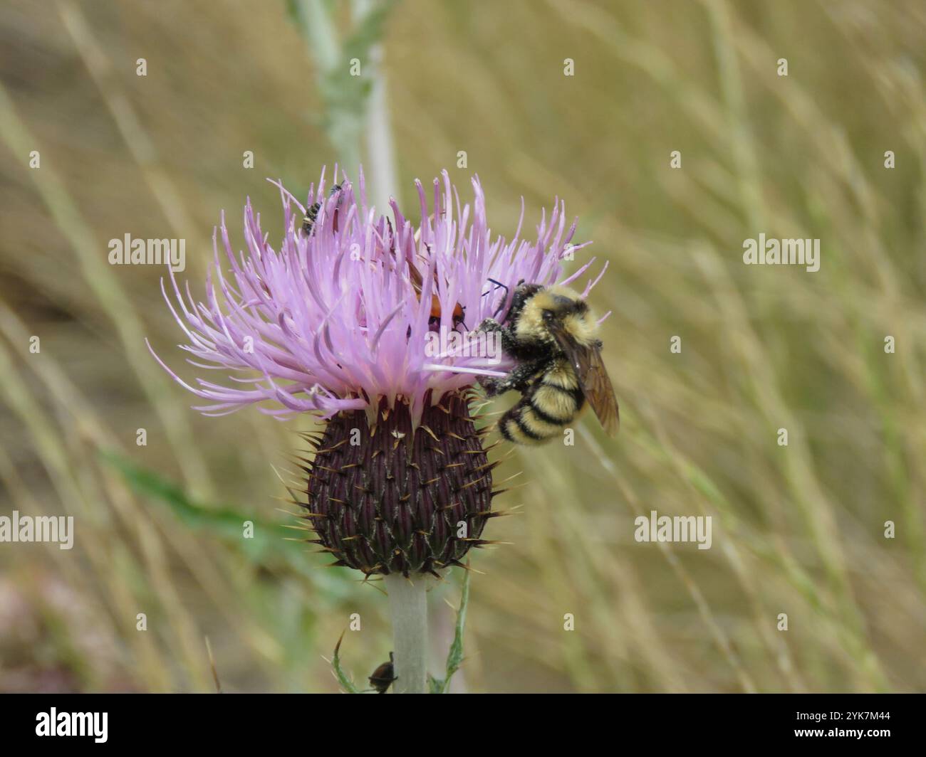 Golden Northern Bumble Bee (Bombus fervidus Stock Photo - Alamy