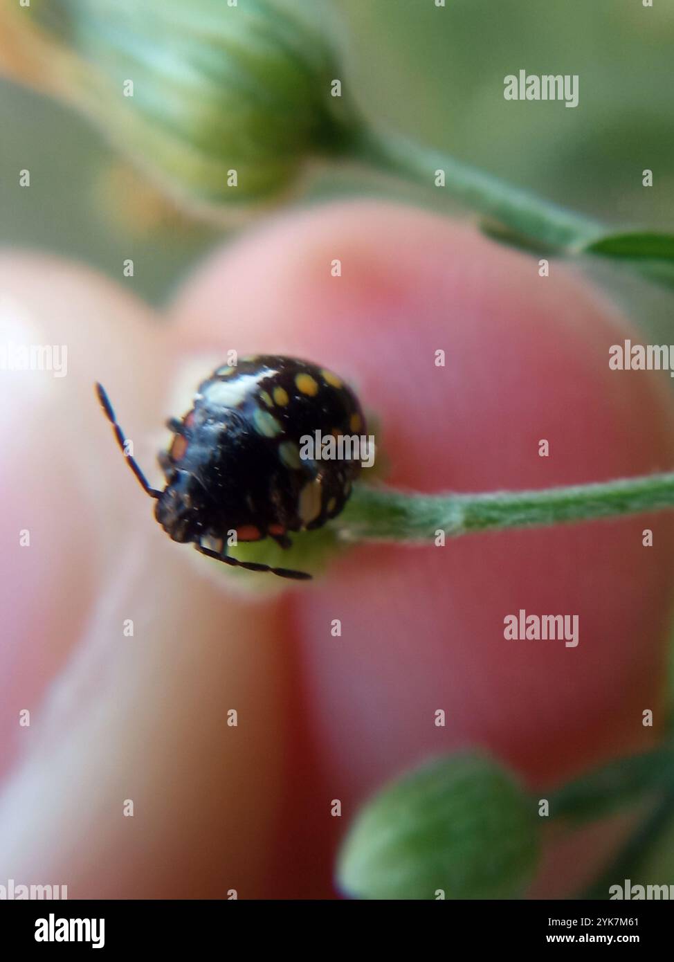 Southern Green Stink Bug (Nezara viridula Stock Photo - Alamy