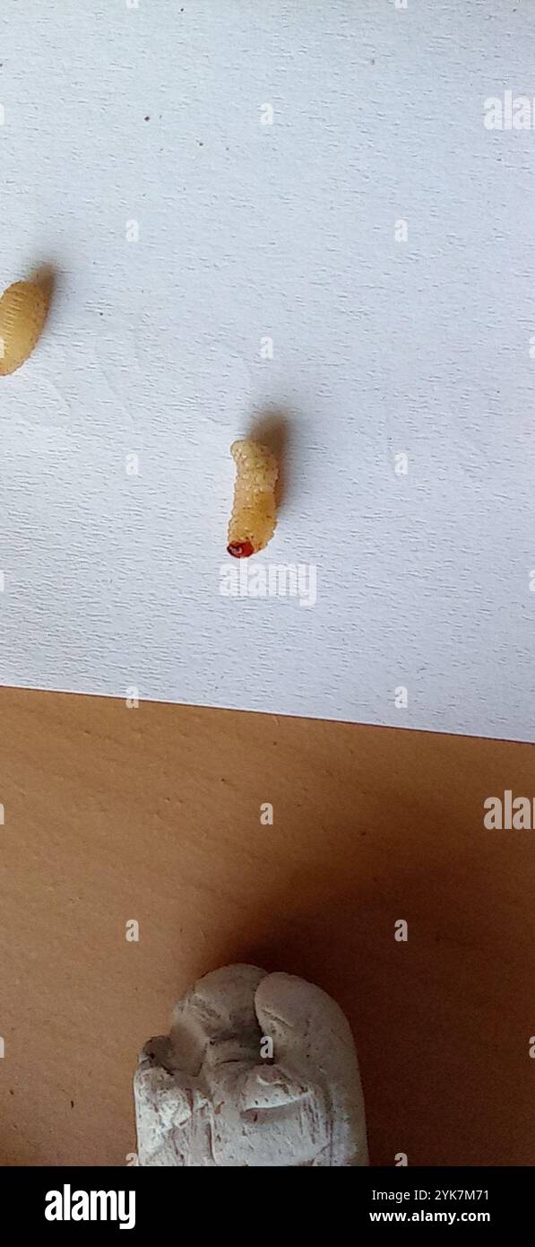 True Weevils (Curculionidae Stock Photo - Alamy