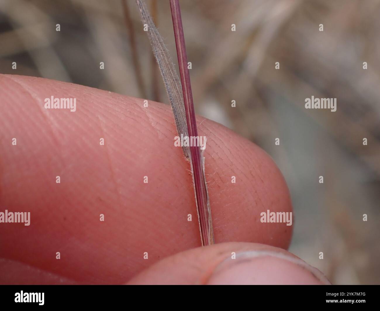 Cheatgrass hi-res stock photography and images - Alamy