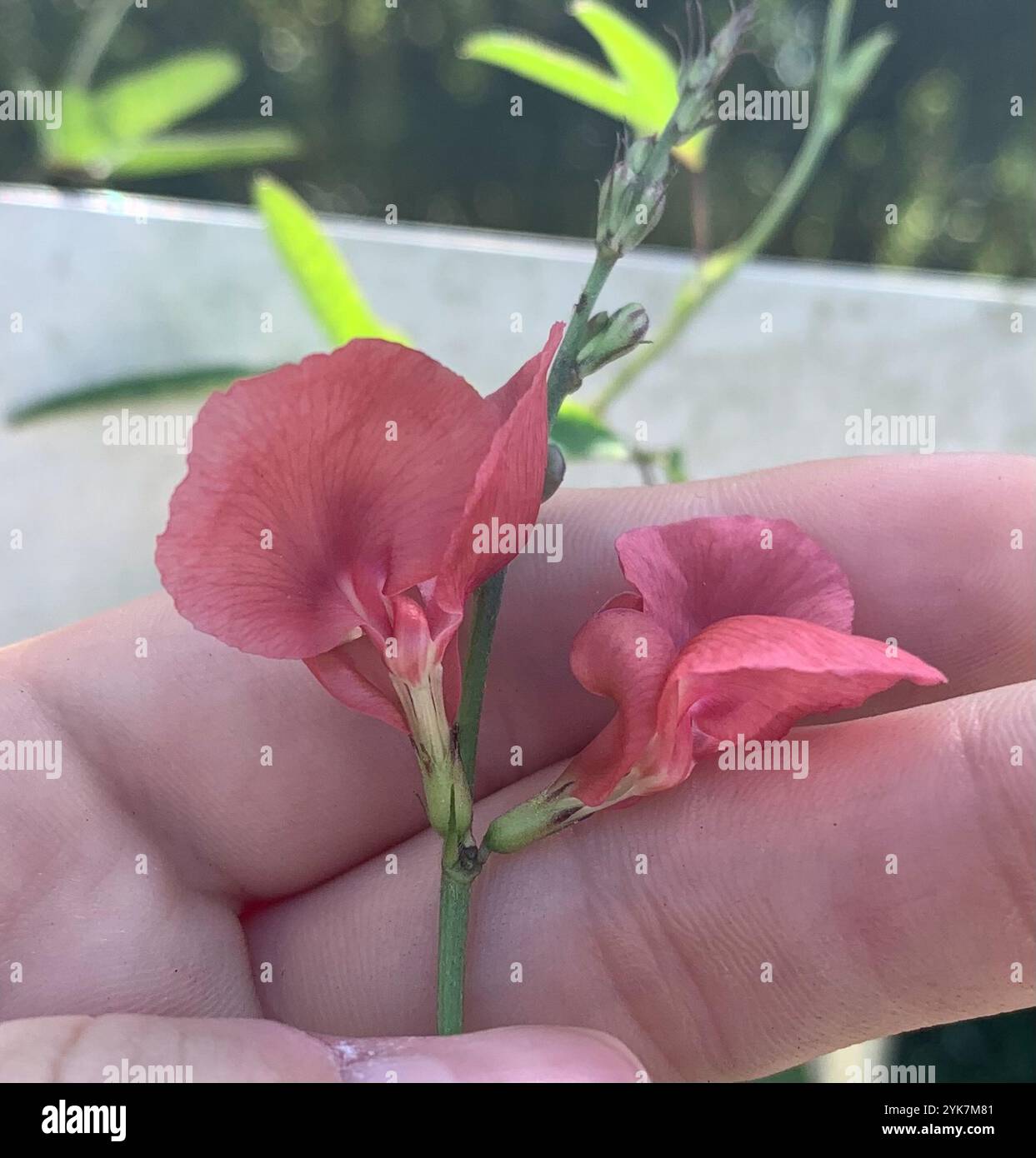 Phasey bean hi-res stock photography and images - Alamy