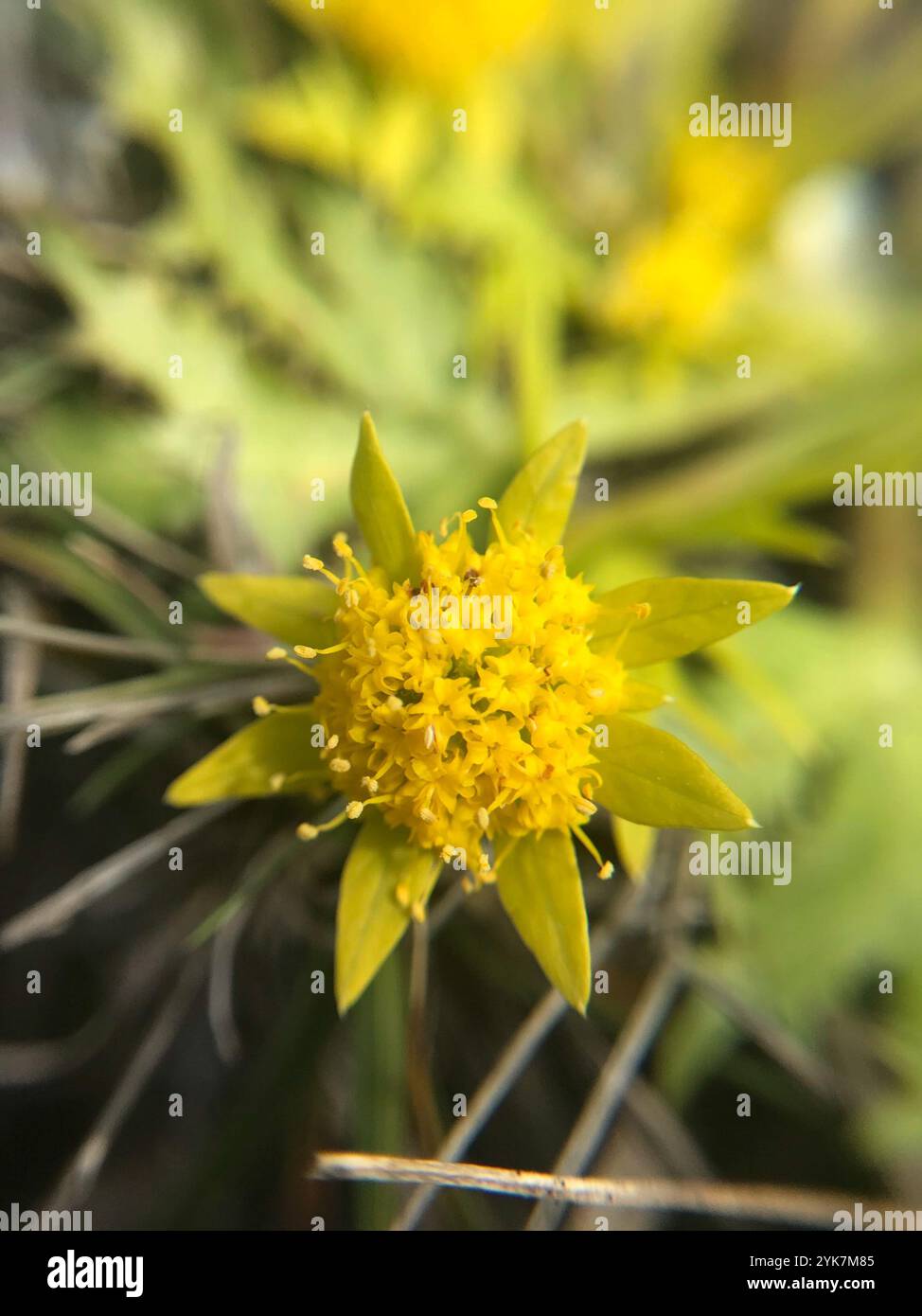 Sanicula arctopoides hi-res stock photography and images - Alamy