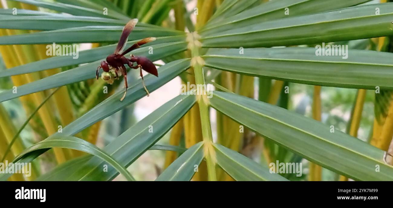Neotropical Red Paper Wasp (Polistes canadensis Stock Photo - Alamy