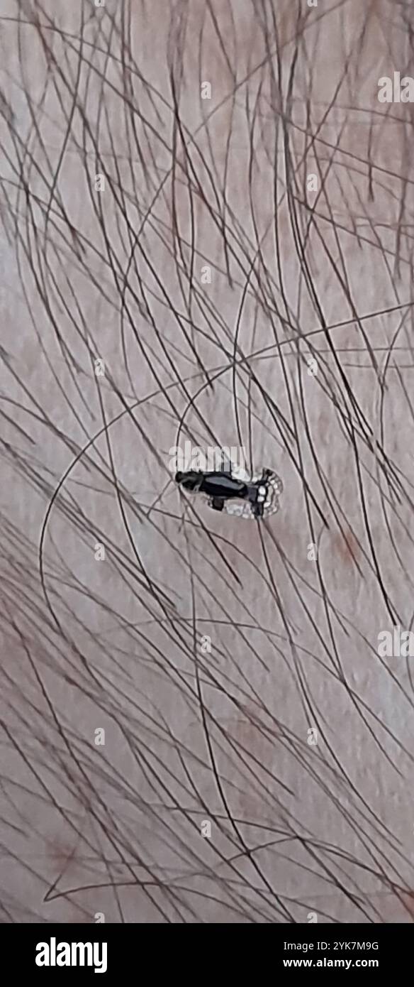 Andromeda Lace Bug (Stephanitis takeyai Stock Photo - Alamy