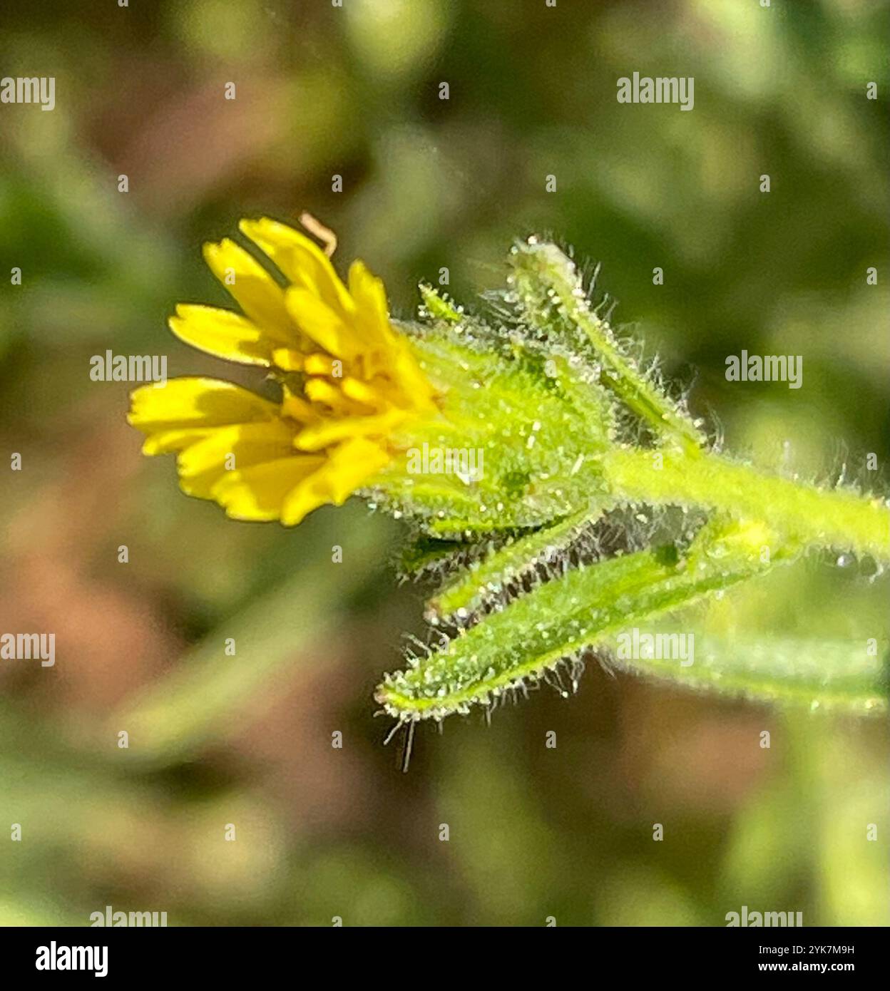 Stinkwort dittrichia graveolens hi-res stock photography and images - Alamy