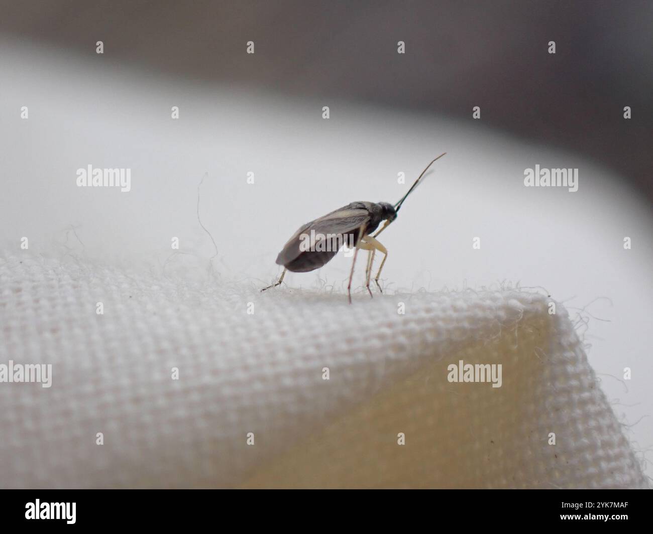 True Bugs (Heteroptera Stock Photo - Alamy