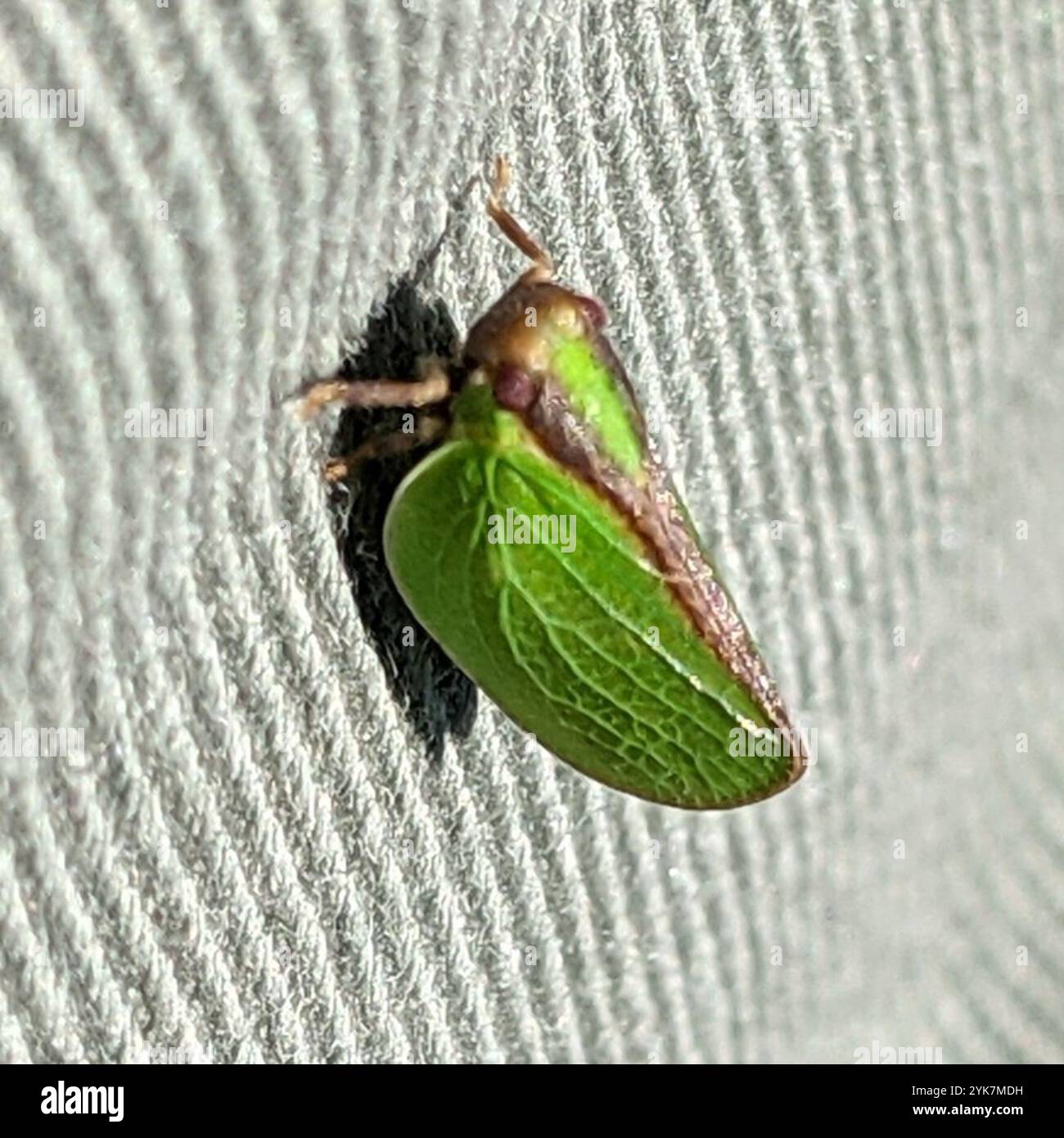 Two striped planthopper hi-res stock photography and images - Alamy