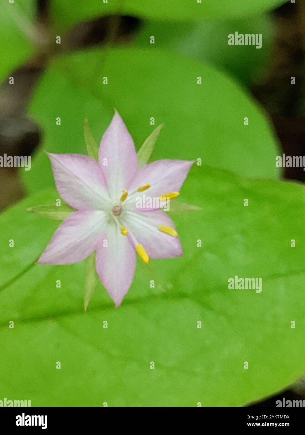 Western Starflower (Lysimachia latifolia Stock Photo - Alamy