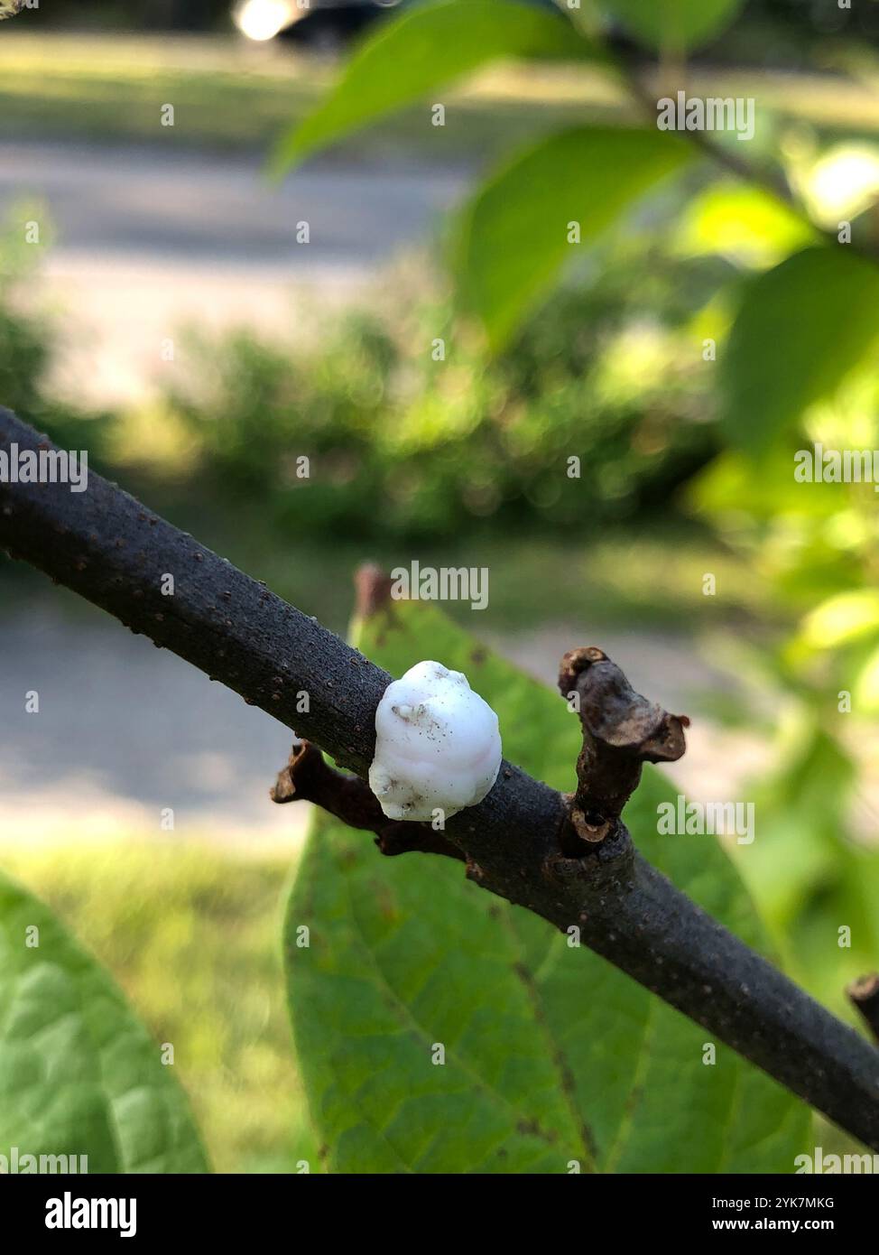Wax Scales (Ceroplastes Stock Photo - Alamy