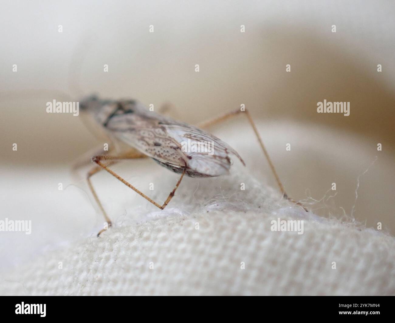 Common Damsel Bug (Nabis americoferus Stock Photo - Alamy