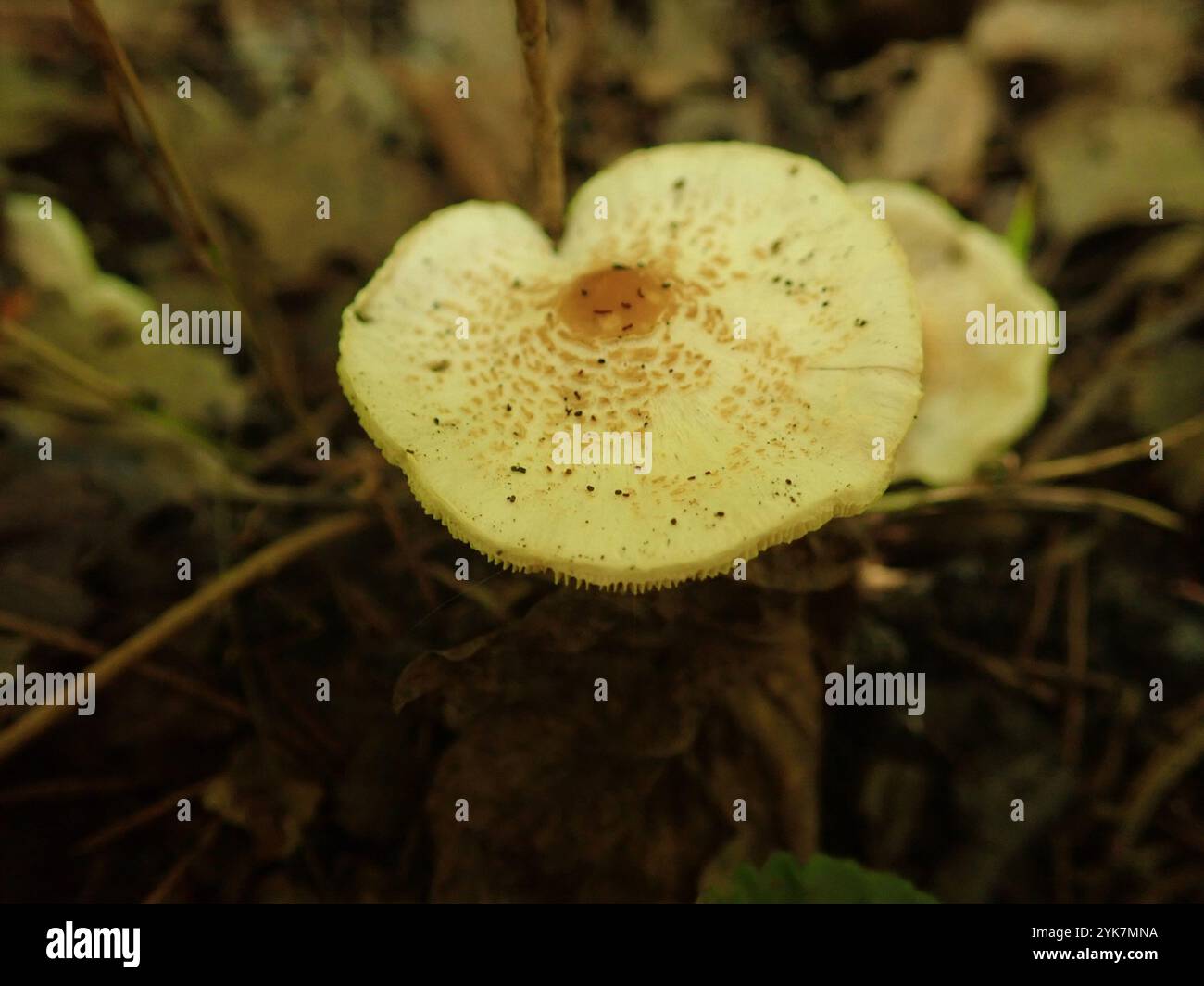 Stinking dapperling hi-res stock photography and images - Alamy