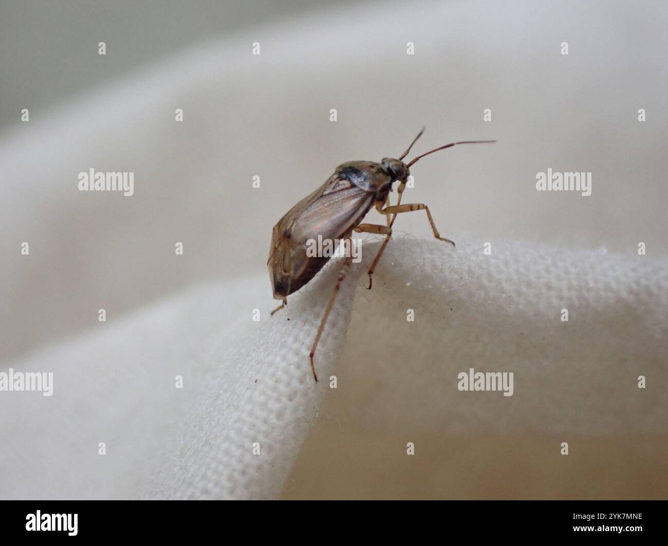 Lygus bugs hi-res stock photography and images - Alamy