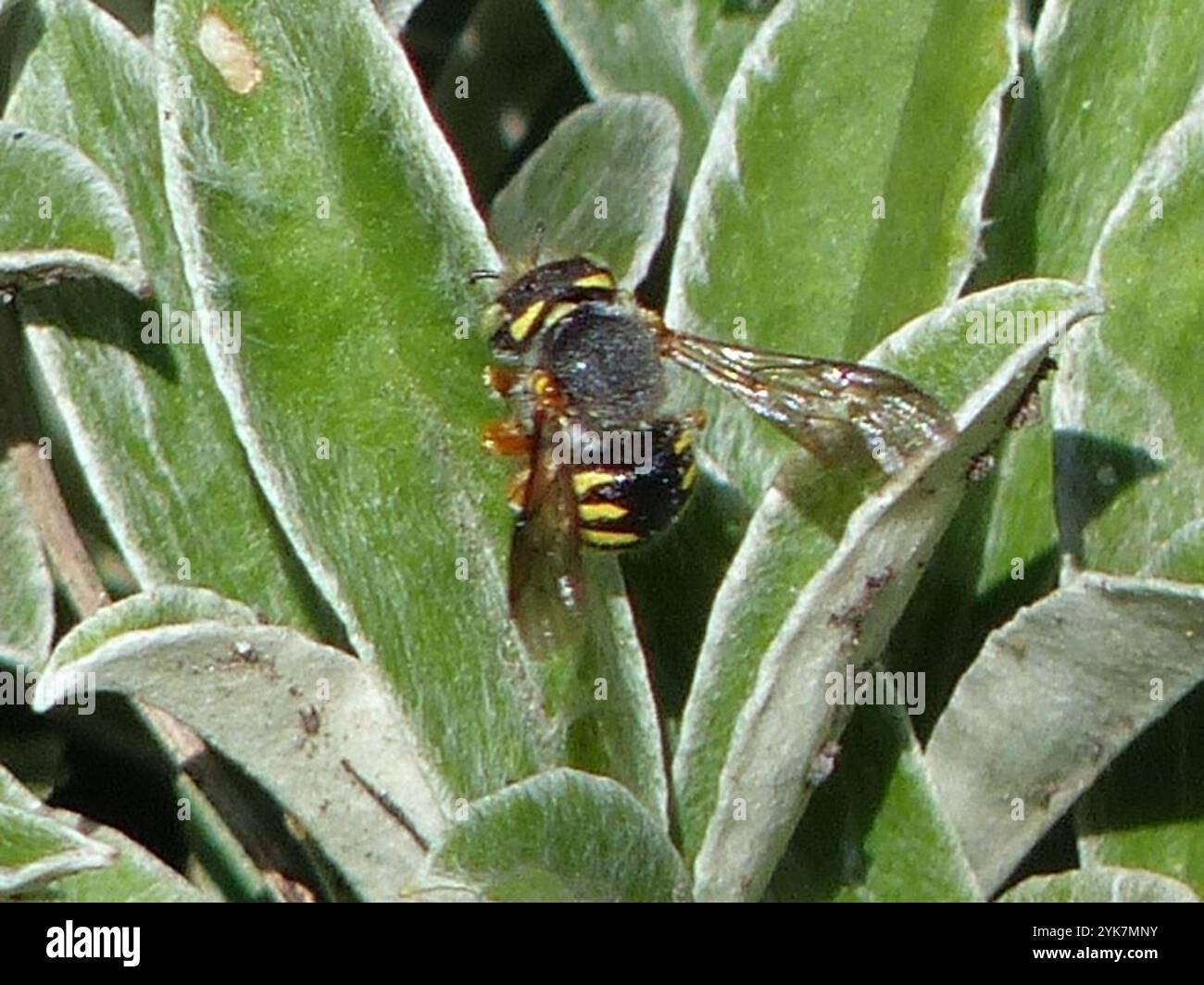 Oblong Woolcarder Bee (Anthidium oblongatum Stock Photo - Alamy