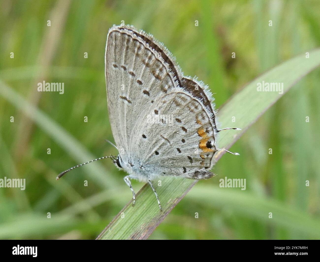 Eastern Tailed-Blue (Cupido comyntas Stock Photo - Alamy