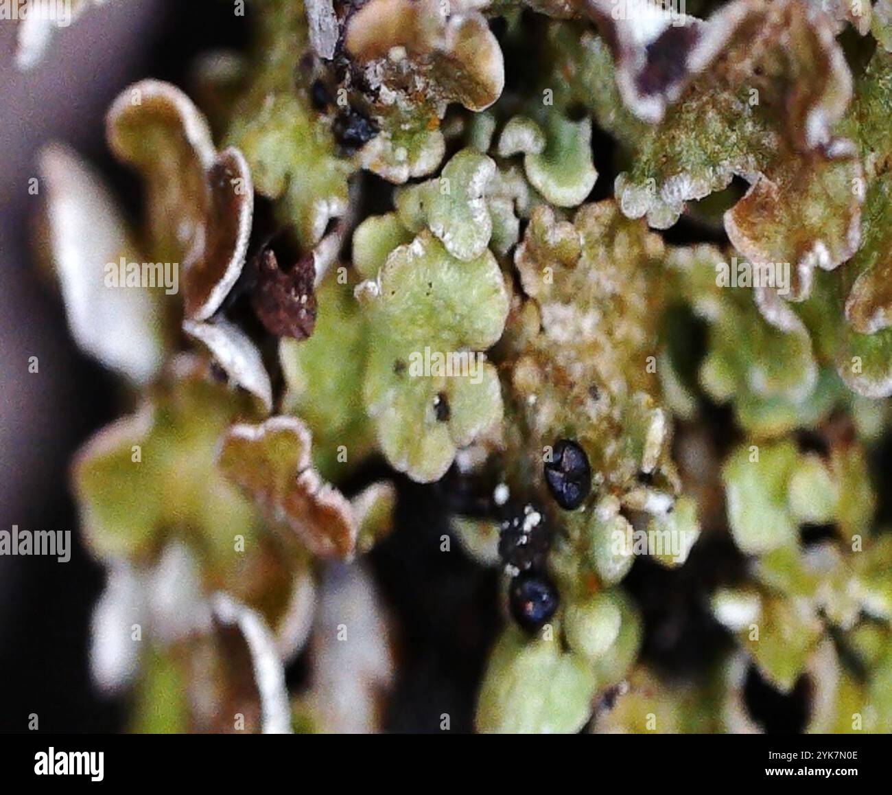 Fig-leaved Pixie Lichen (Cladonia macrophylla Stock Photo - Alamy