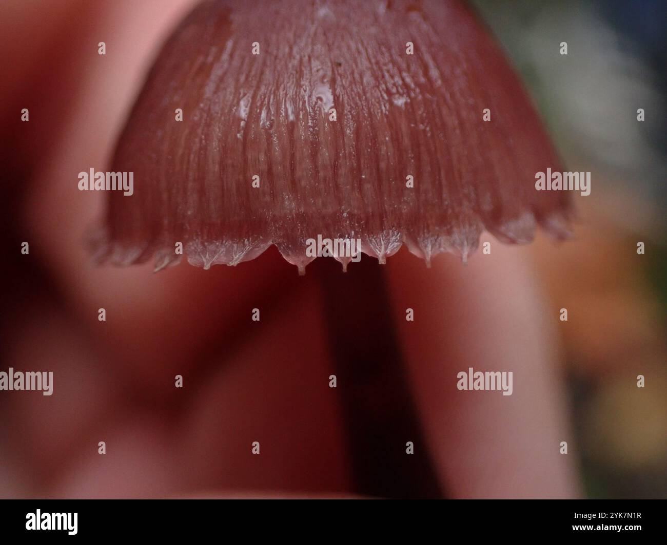 Bleeding Fairy Helmet (Mycena haematopus Stock Photo - Alamy