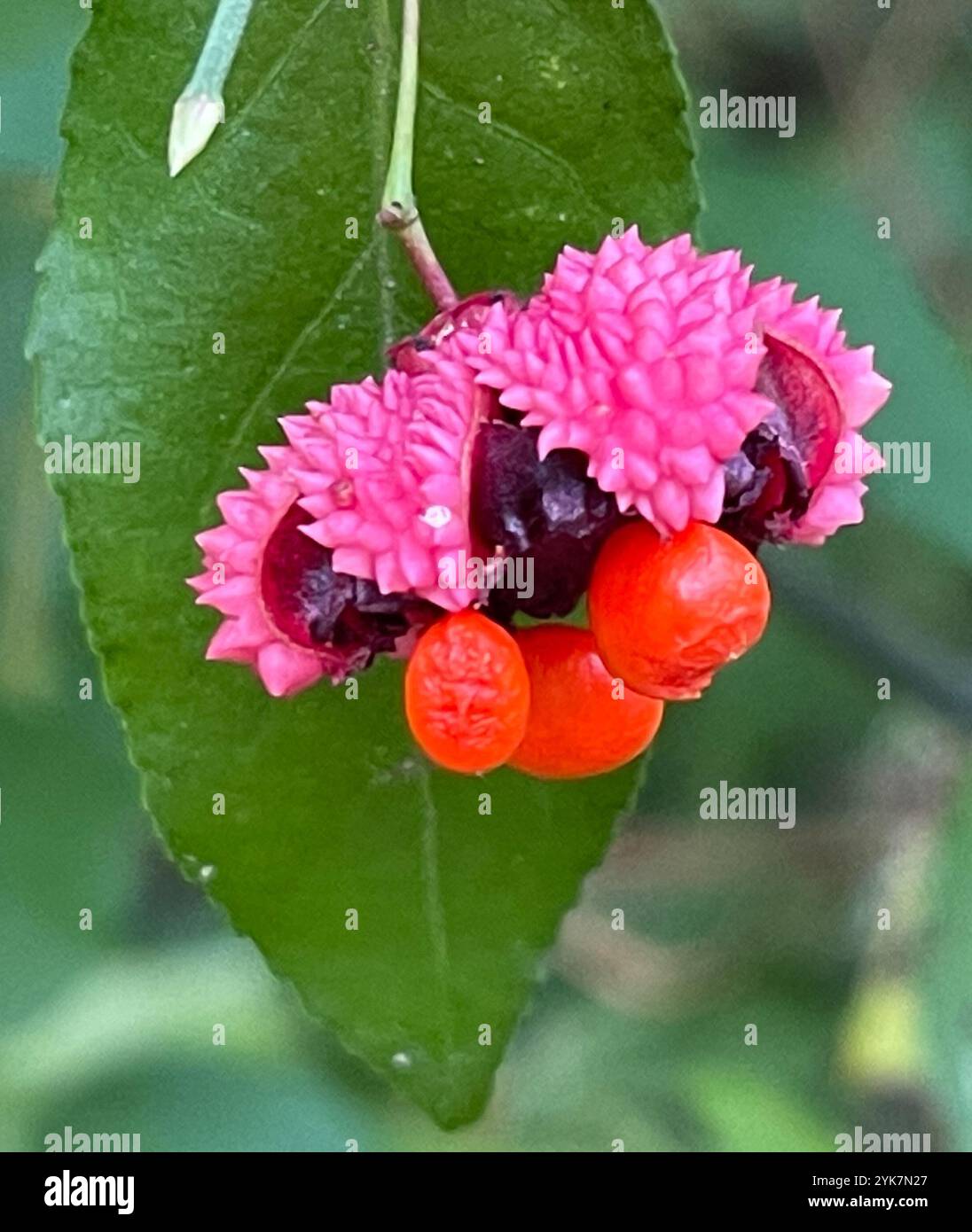 Euonymus americanus hi-res stock photography and images - Alamy