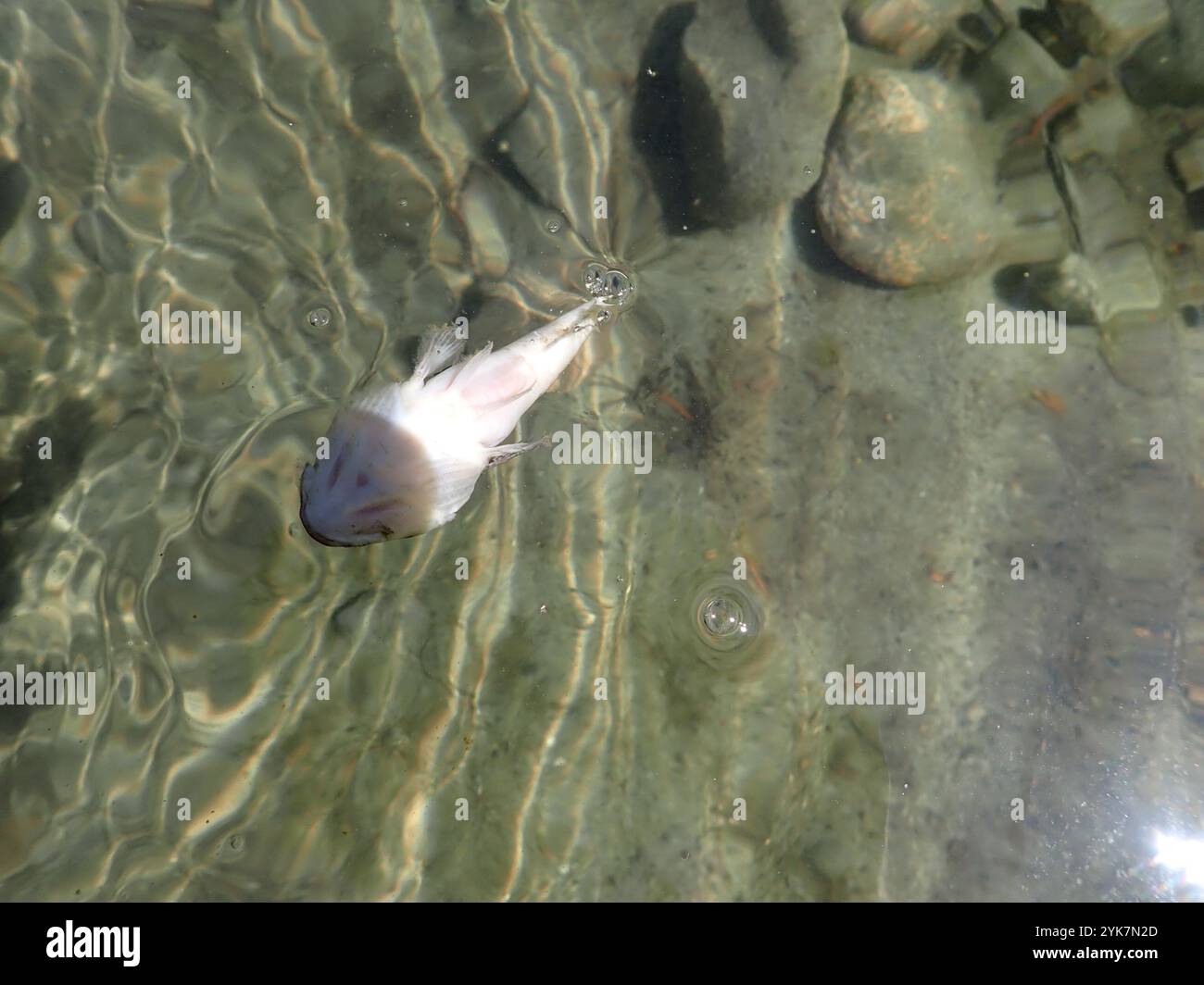 Freshwater sculpins hi-res stock photography and images - Alamy