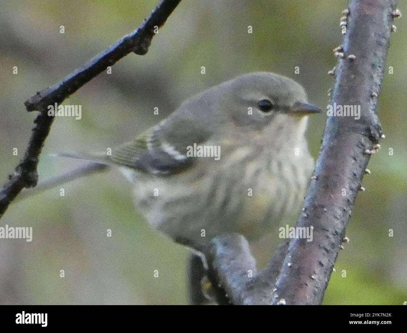 Cape May Warbler (Setophaga tigrina Stock Photo - Alamy